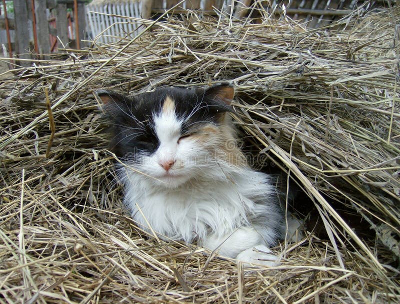 Cat stock image. Image of waiting, village, serenity - 91639659