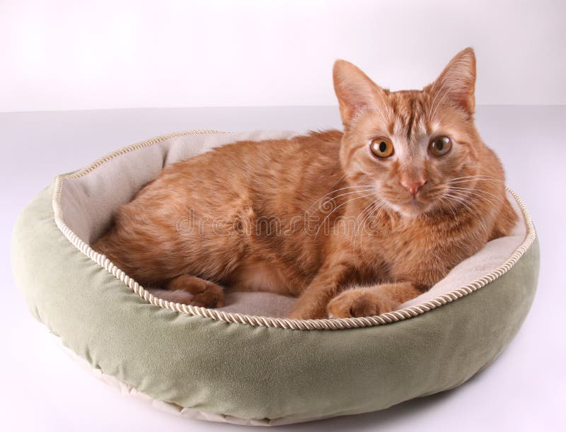 Cat in Bed stock photo. Image of sleepy, furry, orange - 9289216