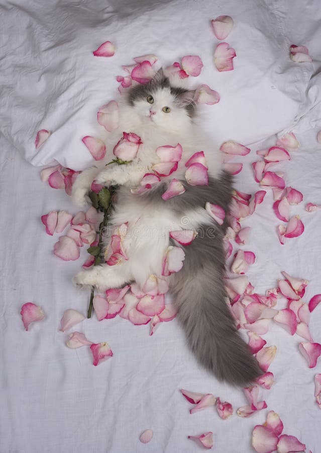 Cat bed of rose petals stock photo. Image of game, bliss - 86153684