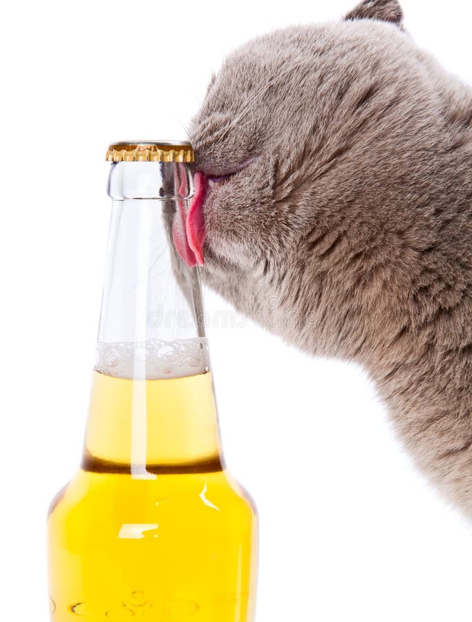 Cat and beer stock image. Image of health, drunkenness - 10897993