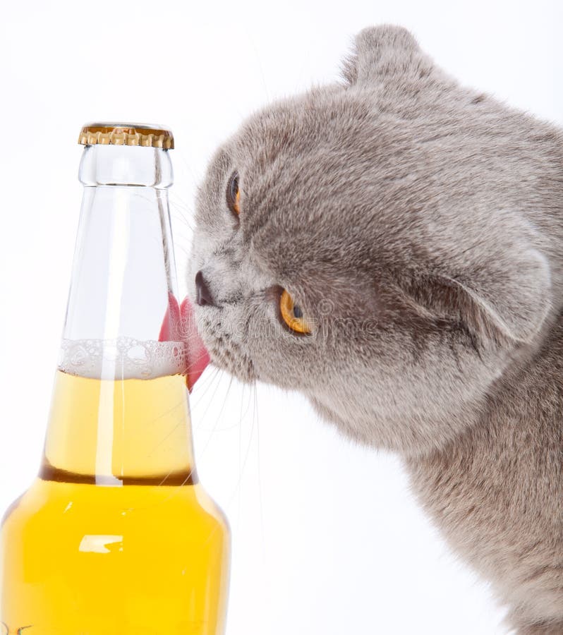 Cat and beer stock image. Image of health, drunkenness - 10897993