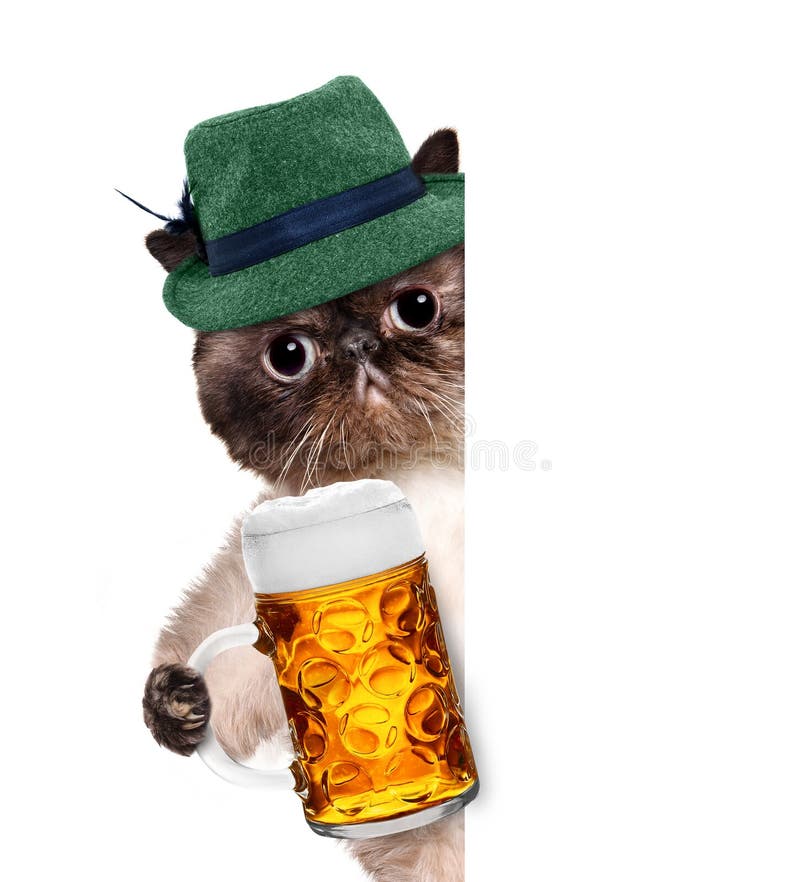 Cat with a beer mug stock image. Image of glass, german - 41856325