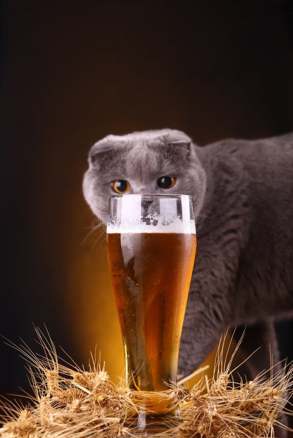 Cat and beer stock image. Image of reflection, fold, sparkling - 42409875