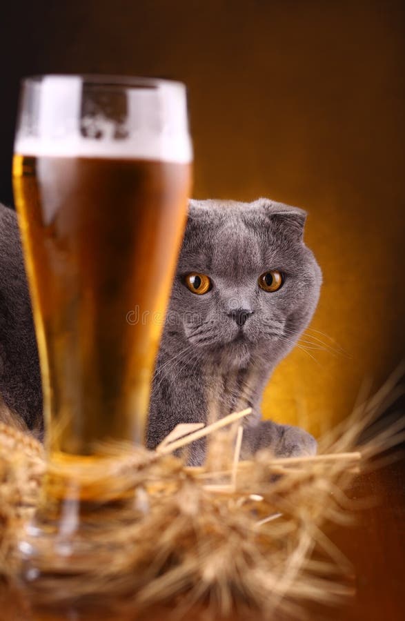 Cat and beer stock photo. Image of yellow, brewing, lager - 42410002