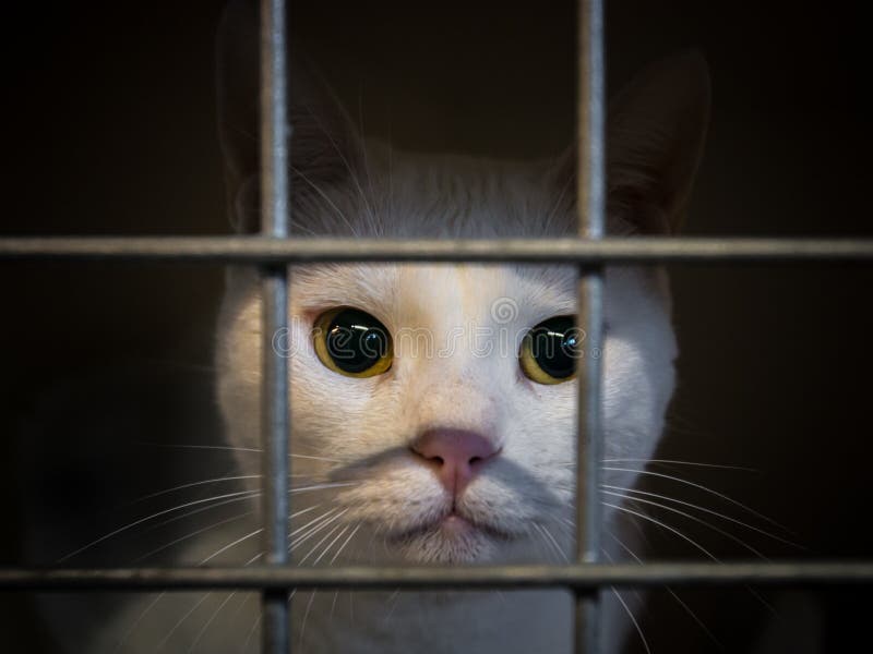 Cat Behind Bars in the Asylum Stock Image - Image of adorable, natural ...