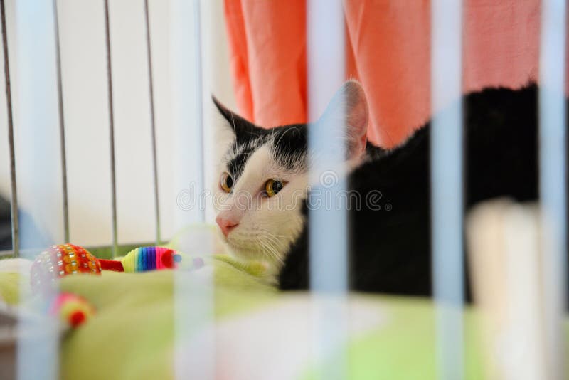 Cat Behind the Bars of the Cage. Stock Photo - Image of cage, cats ...