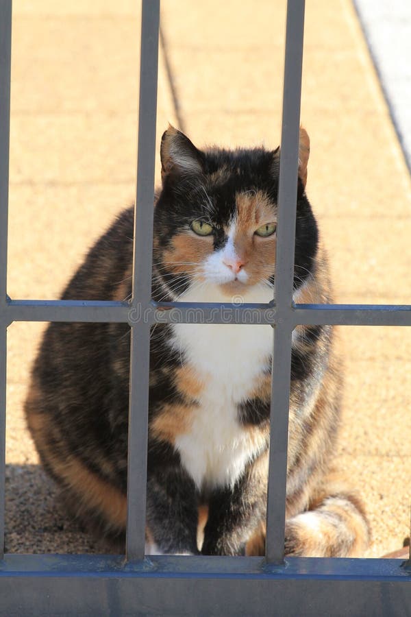 Cat behind bars stock image. Image of emotion, portrait - 265051951