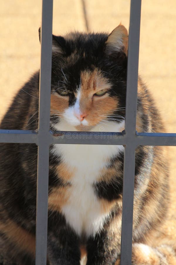 Cat behind bars stock photo. Image of looking, negative - 265051824