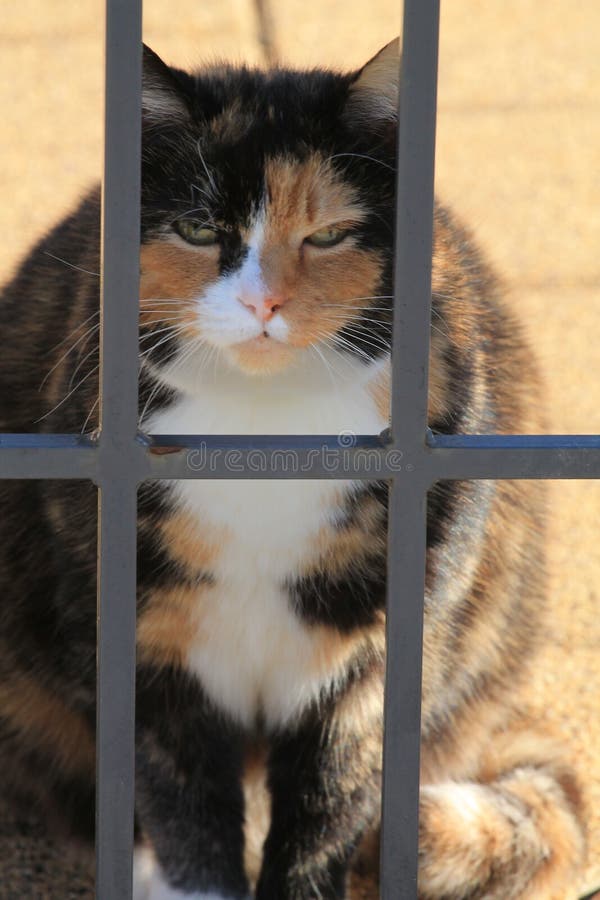 Cat behind bars stock photo. Image of negative, animal - 265051870