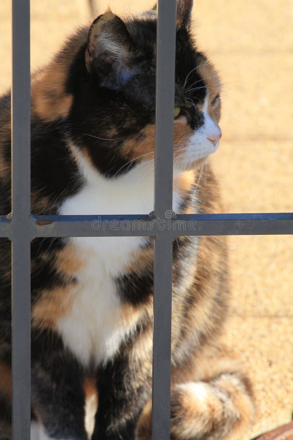 Cat behind bars stock photo. Image of animal, frowning - 265051886