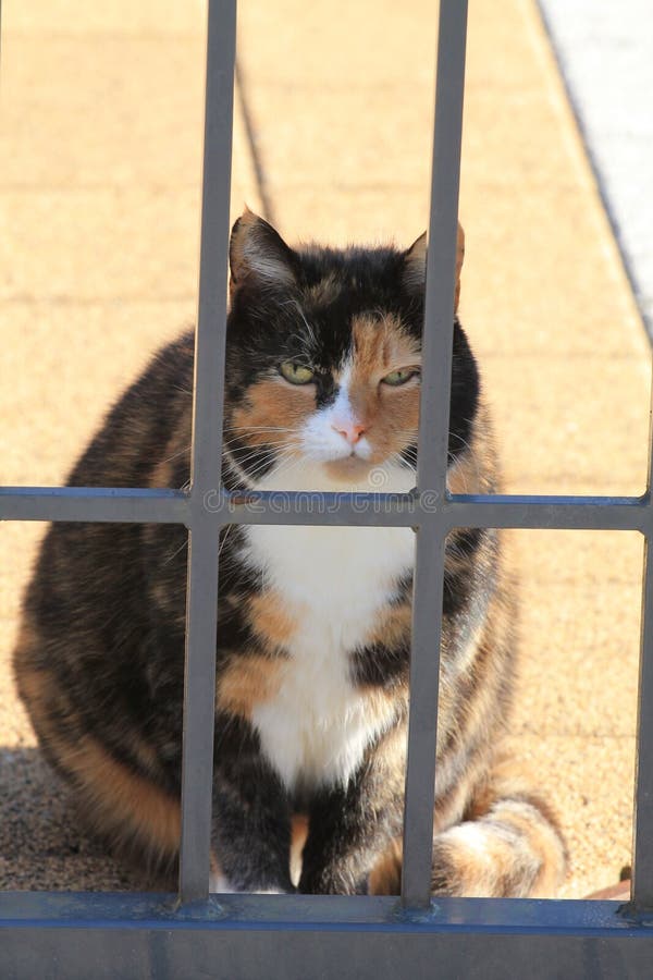 Cat behind bars stock image. Image of dark, frowning - 265051965