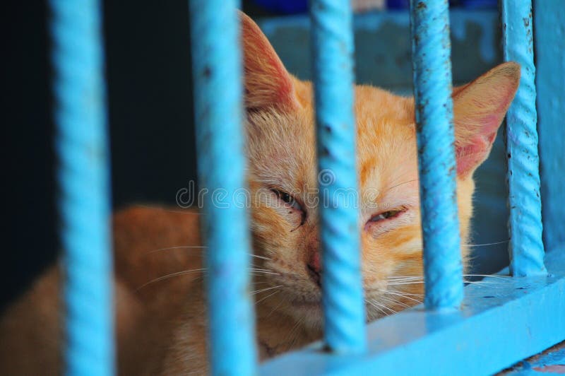 Cat behind bars stock photo. Image of bars, kitty, cute - 61001318