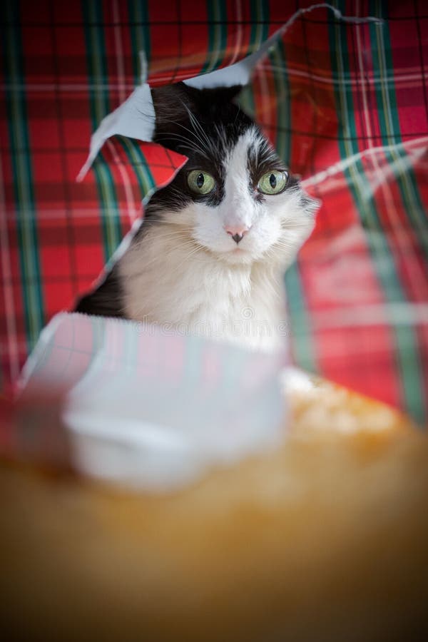 Cat Behind Christmas Gift Wrapping Paper Stock Photo - Image of furry ...