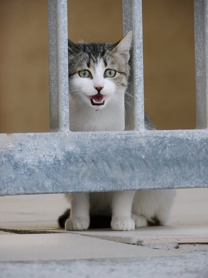 Cat behind grid meow stock image. Image of trapped, cute - 51643353