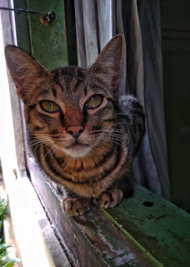 The Cat Behind the House Window Stock Photo - Image of snout, kitten ...