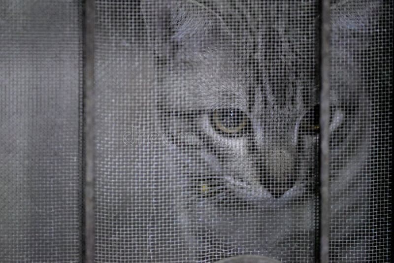 Cat behind mosquitoes net. stock photo. Image of textile - 190463478
