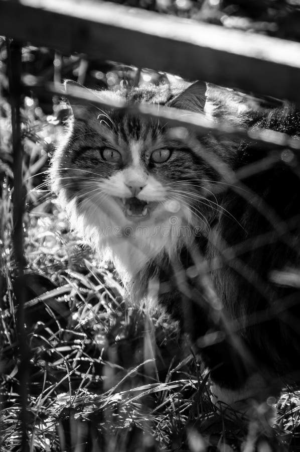 A cat behind a net stock photo. Image of alone, outside - 34970366
