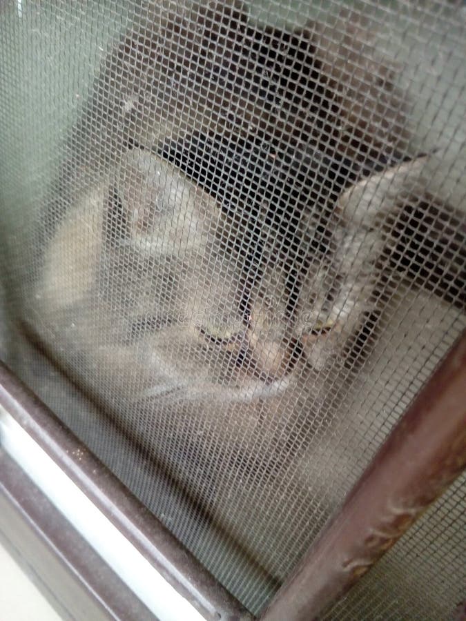 Cat behind the net. stock photo. Image of waiting, owner - 123555376