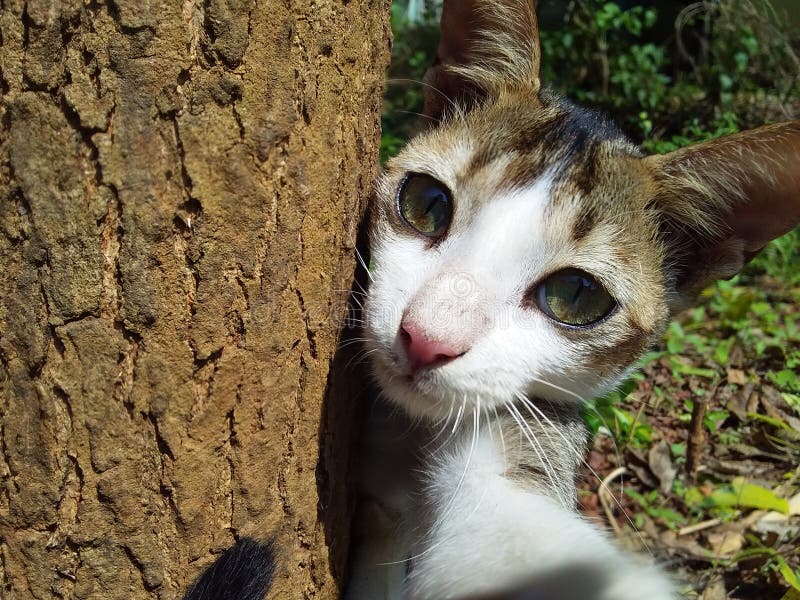 Cat behind the tree stock photo. Image of tree, eyes - 160950936