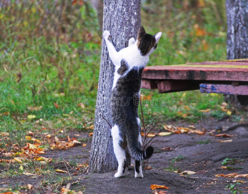 The Cat is Behind a Tree on Its Hind Legs Stock Photo - Image of ...