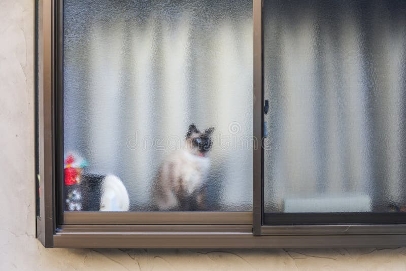 Cat behind window stock image. Image of home, white - 116158657