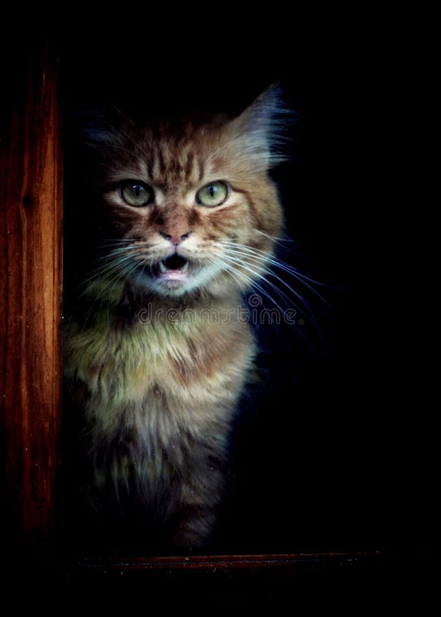 Cat Behind the Window with Dark Background Stock Photo - Image of ...