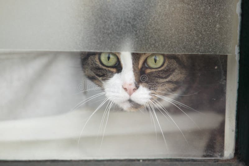 Tabby cat stock photo. Image of detail, sitting, nature - 32268272