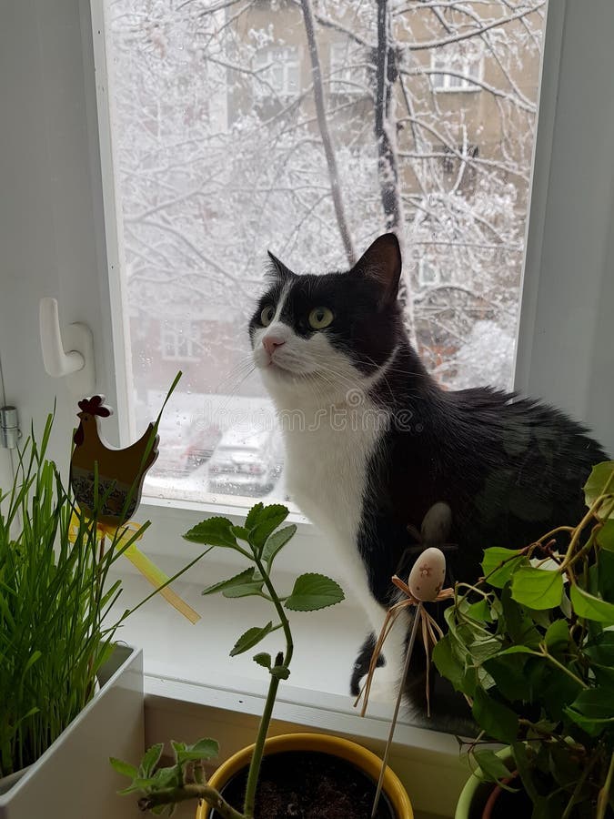 Cat behind the window stock photo. Image of town, plants - 138374204