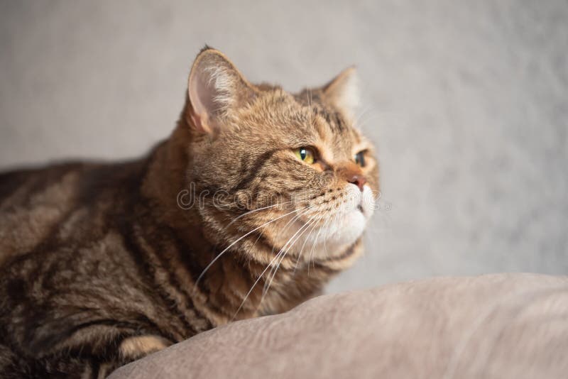 Cat beige beautiful stock image. Image of background - 154684007