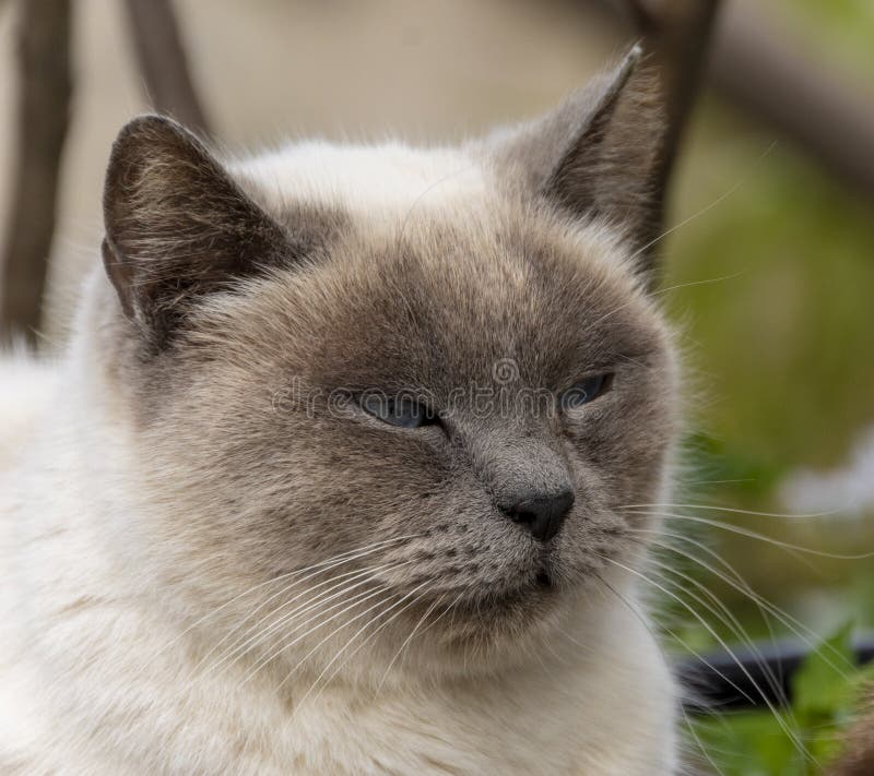 Cat Beige in Relax on the Wall Stock Photo - Image of expression ...