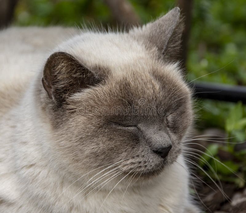 Cat Beige in Relax on the Wall Stock Image - Image of domestic ...
