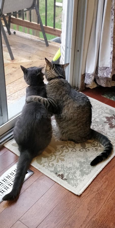 Cats being bros stock image. Image of bros, funny, friends - 160646683