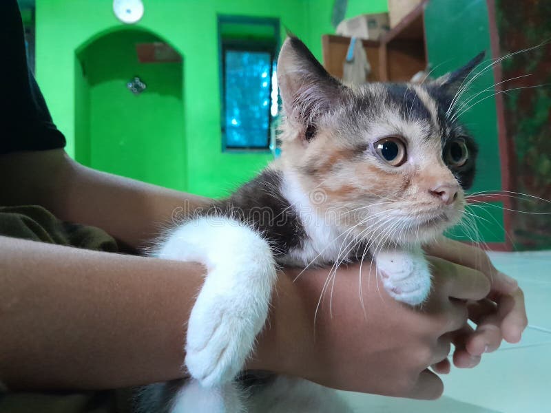 A Cat Being Cared for by Its Owner Stock Photo - Image of cared, owner ...