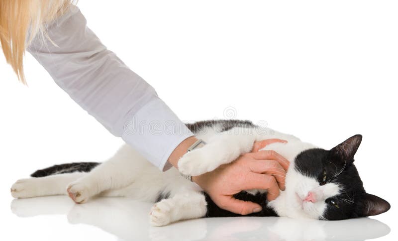 Cat being caressed stock image. Image of frontal, lying - 71564821