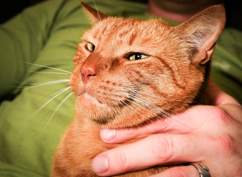 Cat Being Loved stock photo. Image of domestic, hold - 22897528