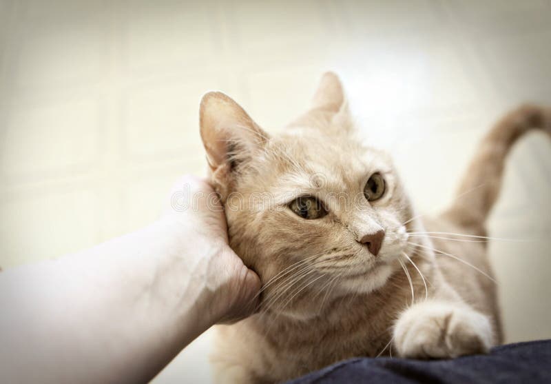 Cat Being Pet stock photo. Image of caucasian, orange - 17605796