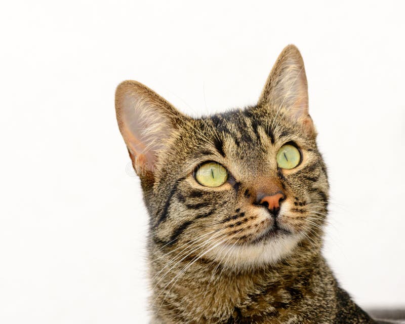 Cat being very attentive stock photo. Image of eyes, nose - 42033184