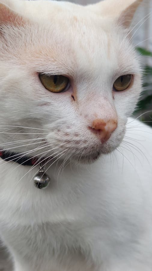 A Cat with a Bell Collar Looking at Something the Other Way Stock Photo ...