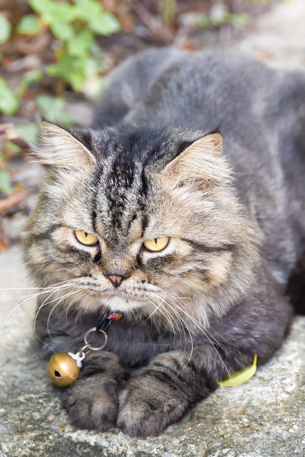 Cat Bell stock photo. Image of neck, pink, buckle, feline - 24900060