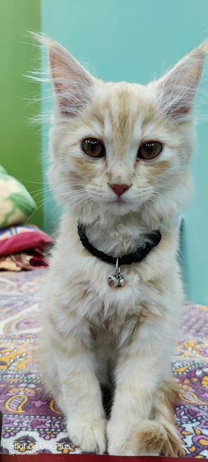 Cat Bell on the Neck. Beautiful Stock Photo - Image of bell, beautiful ...