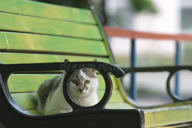 Cat on a bench stock image. Image of green, contemplation - 10917289