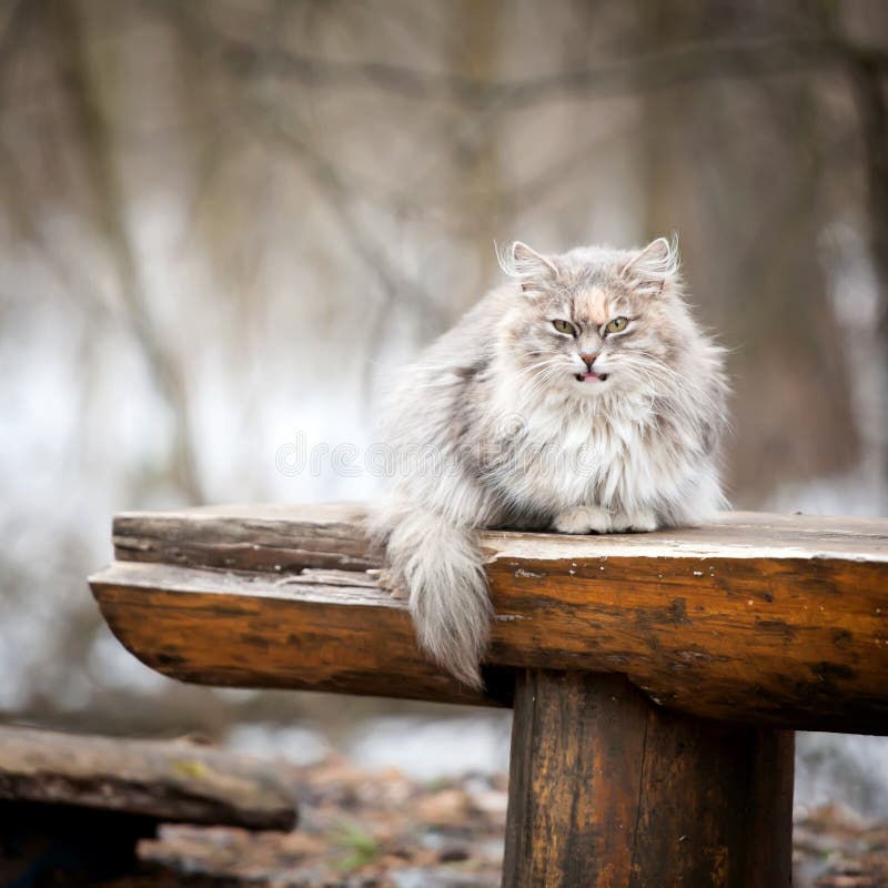 Cat on a bench stock image. Image of staring, dissatisfied - 18980839