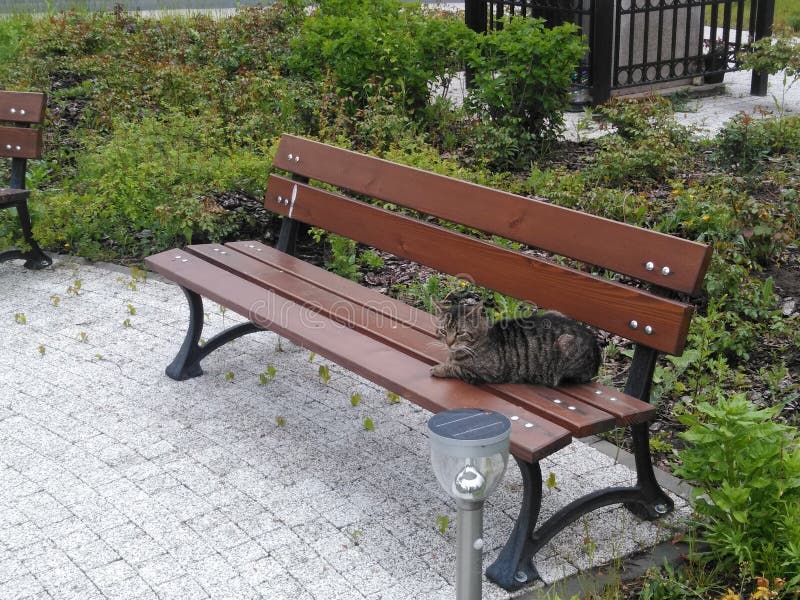 Cat on the bench stock image. Image of wood, table, yard - 219411253
