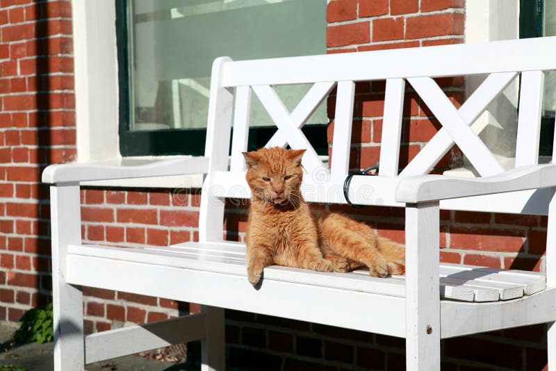 Cat on the bench stock photo. Image of brick, outside - 24116884