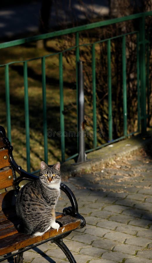 Cat on a bench stock photo. Image of sunny, bench - 243353006