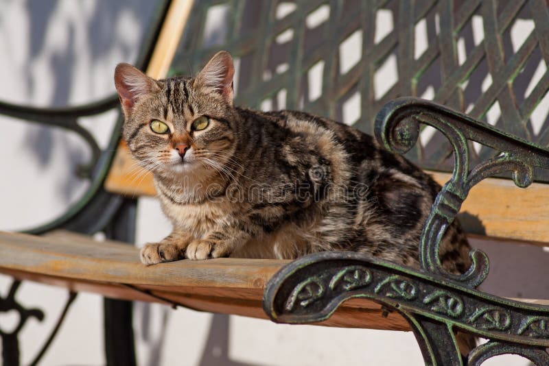 Cat on the bench stock image. Image of brown, posing - 34846799