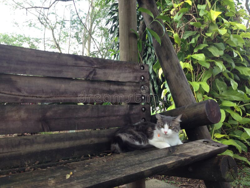 Cat in a bench stock image. Image of beautiful, nature - 98404909