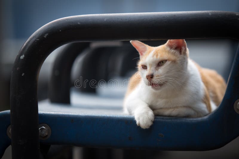 Cat on Bench stock image. Image of adorable, green, patches - 59639281