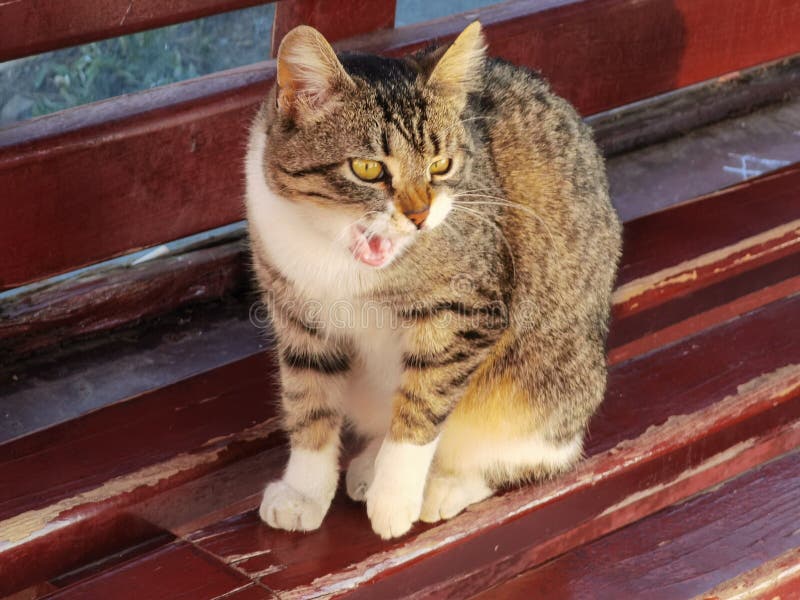 Cat on a Bench Cleans Itself Stock Photo - Image of furry, tabby: 244172492