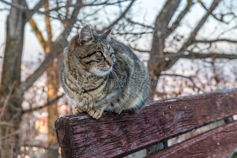 Cat on a bench stock image. Image of lying, eyes, animal - 84645547